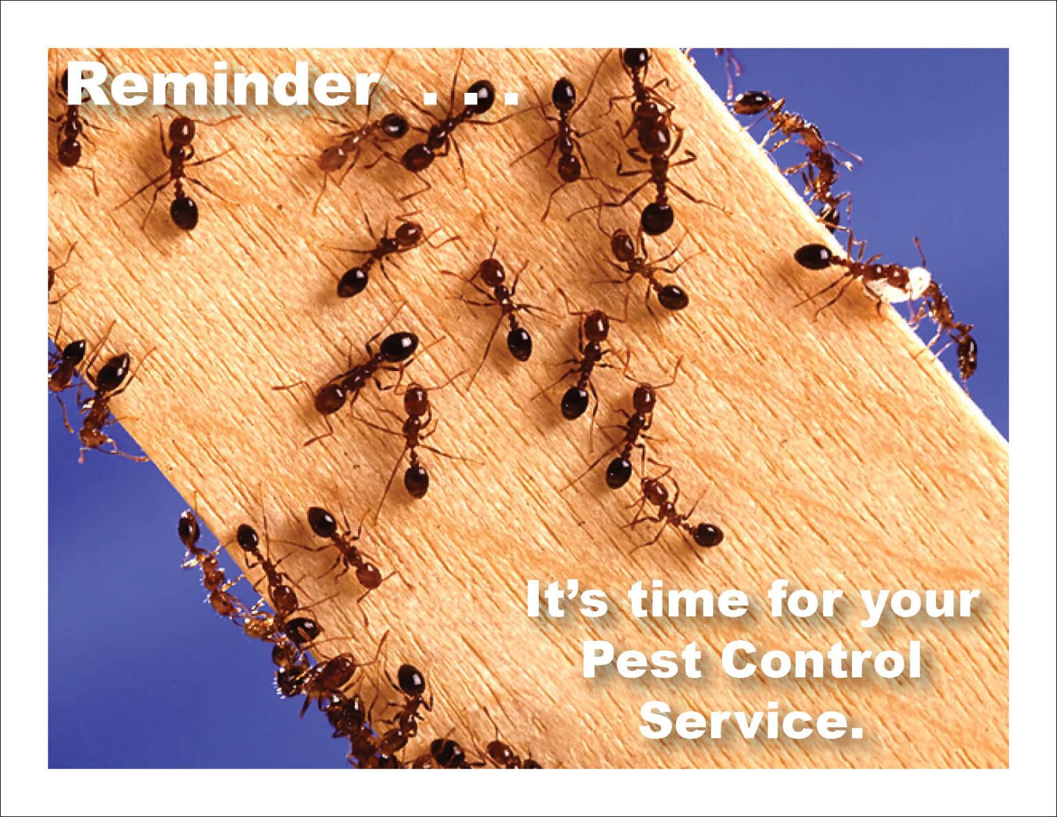 2308 – Reminder - Pest Control Service - Crownmax.com